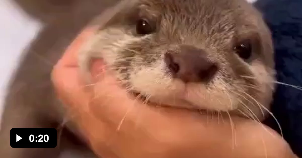 CUTENESS AGGRESSION 👹👹 - 9GAG