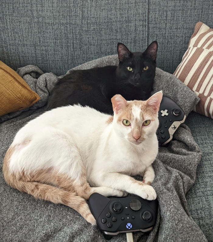 Meet the QA team - 9GAG