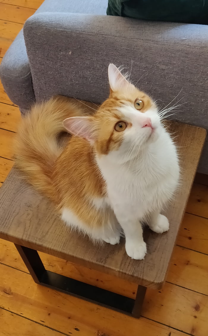 Cheebs always waits at the door to greet me when I get home from work ...