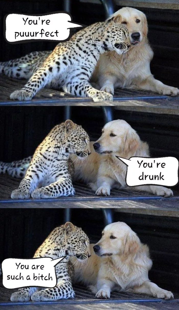 A b*tch will always be a b*tch.....buzz-kill - 9GAG