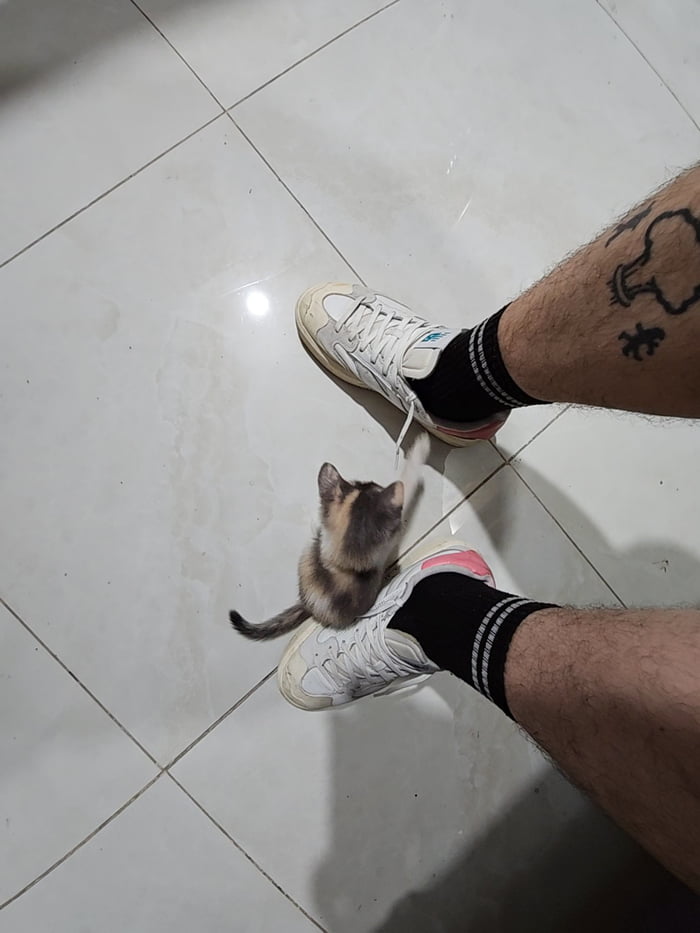 It's illegal to be this smol - 9GAG