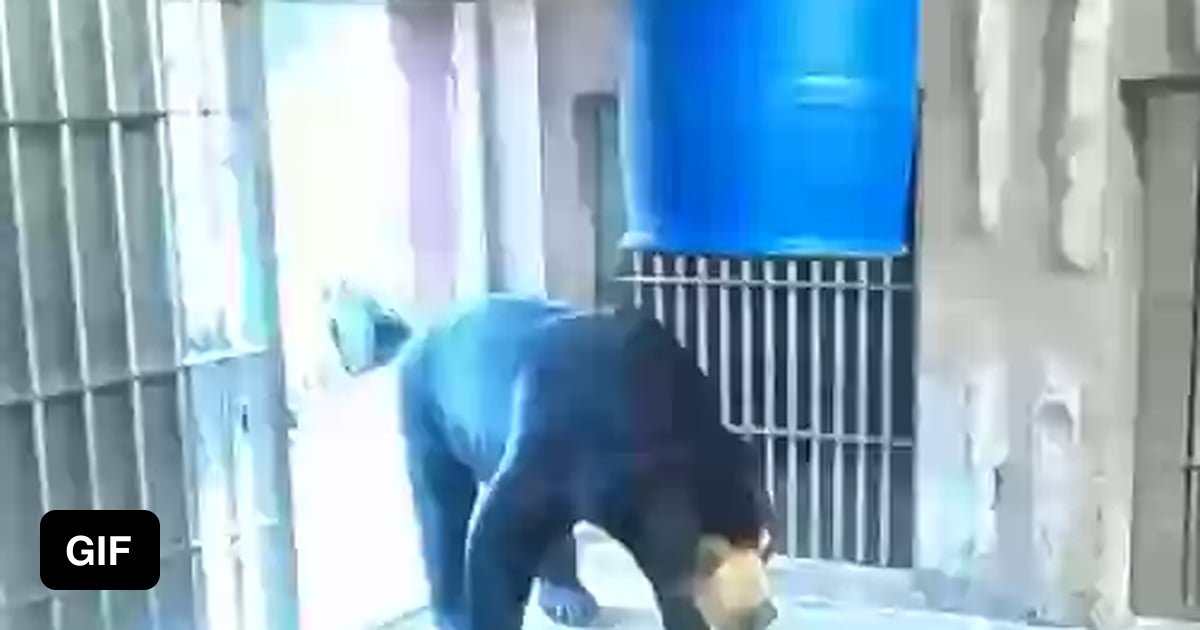 Suspicious bear nopes out - 9GAG