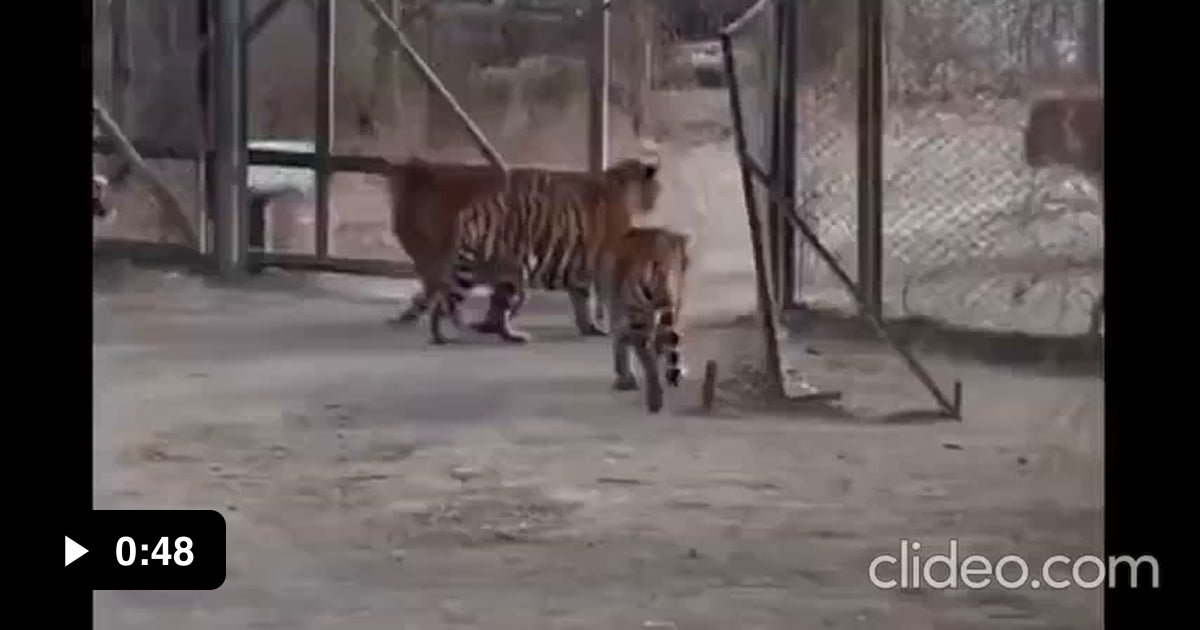 Two massive tigers showing absolute dominance - 9GAG