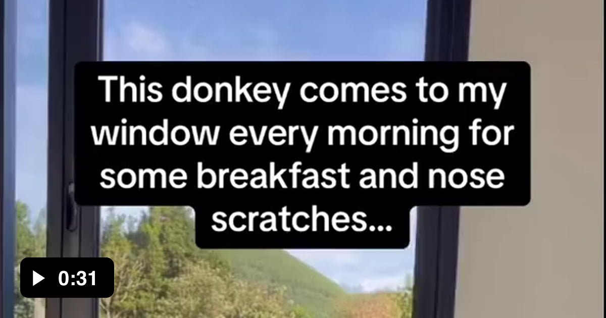 Donkey - 9GAG