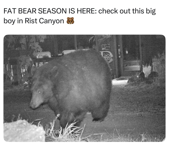 Absolute unit of a bear - 9GAG