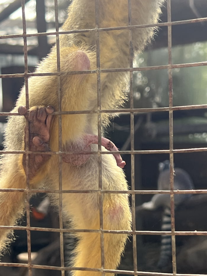 Squirrel monkey c*ck size made me ashamed - 9GAG