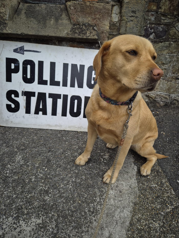 Dogs at polling stations - 9GAG