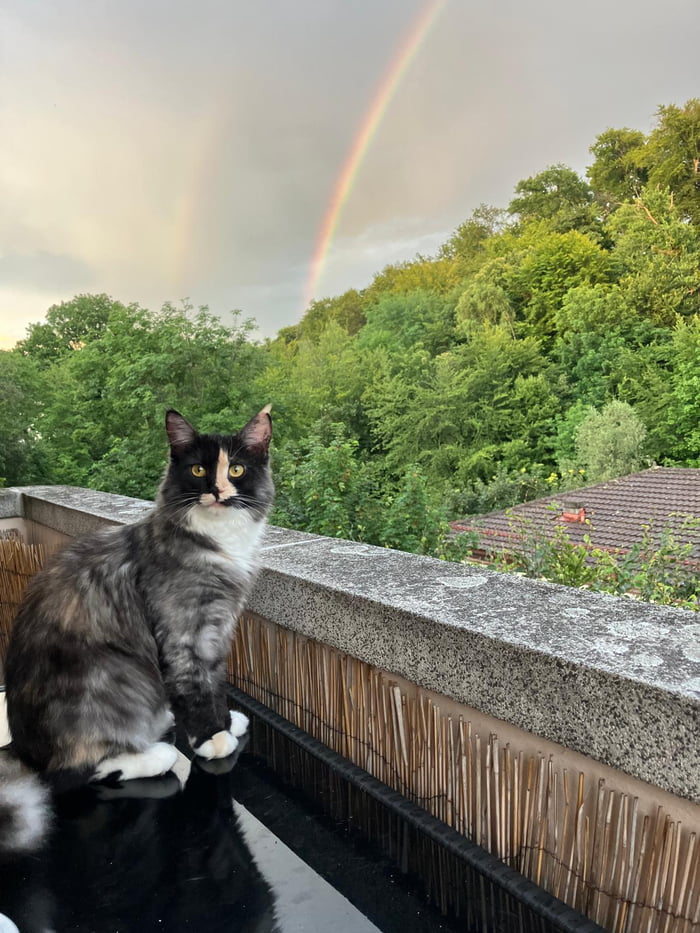 The cat of good luck, double rainbow - 9GAG