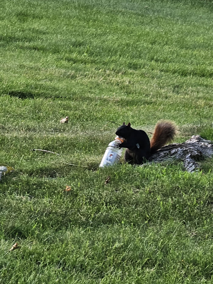 Thirsty Squirrel - 9GAG