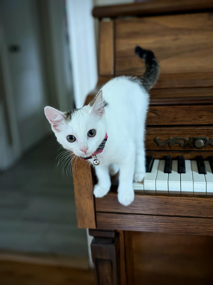 Piano Teacher Kitty knows you didn't practice - 9GAG