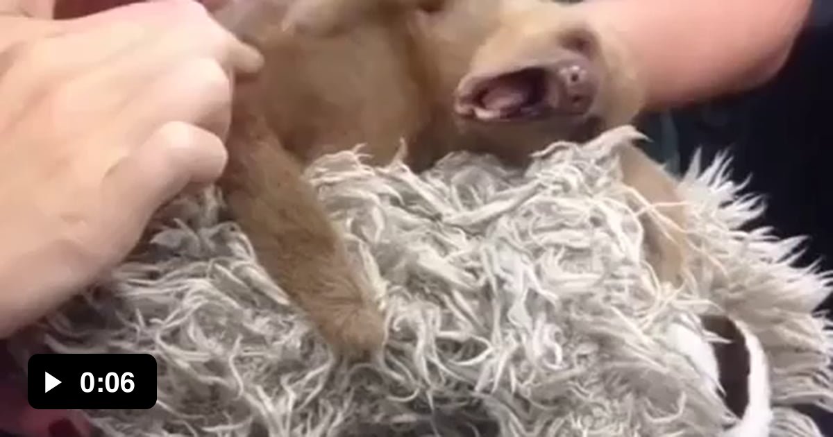 Itchy sloth - 9GAG
