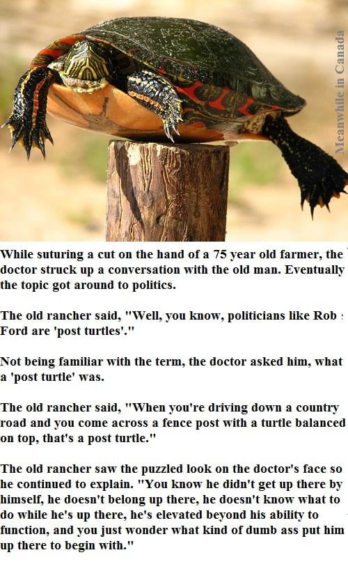 Post Turtle - 9GAG