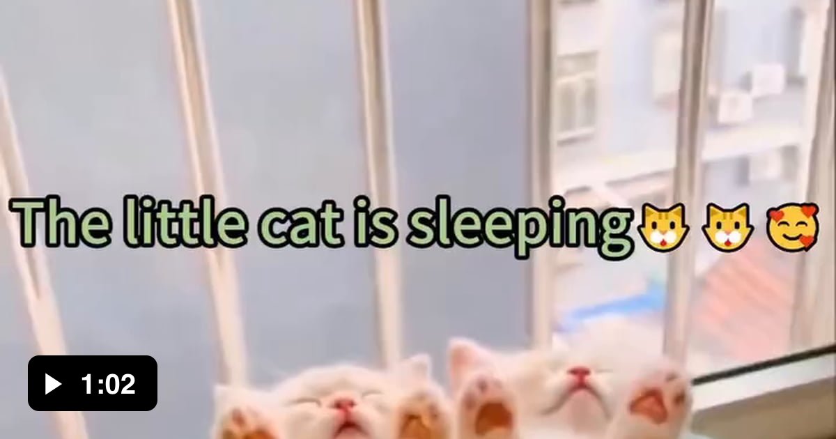 Cats so exhausted from being so adorable - 9GAG