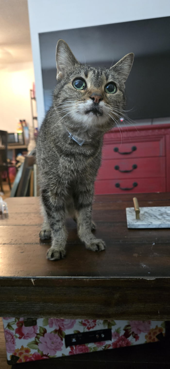 She's 18 and still looks like a kitten - 9GAG