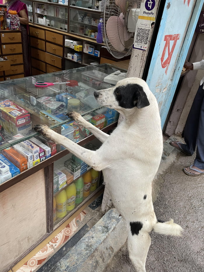 Just Browsing, Do You Accept Bones as Payment? - 9GAG