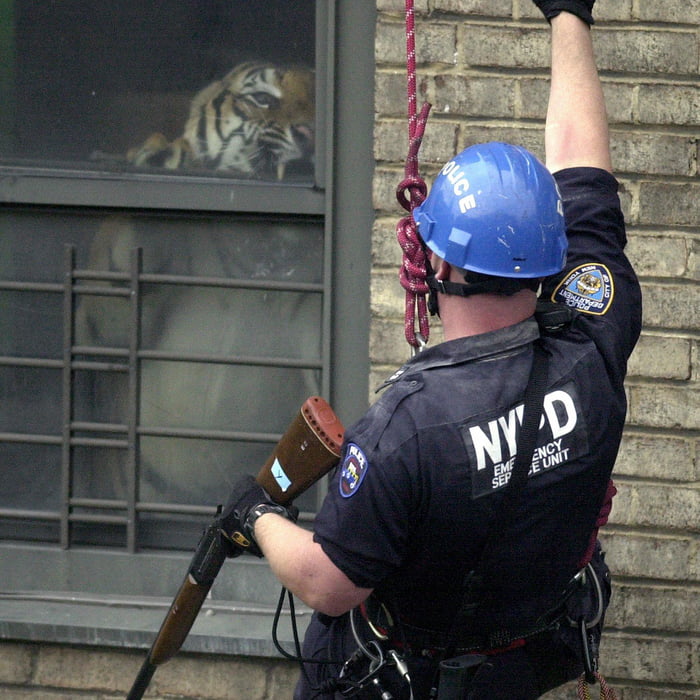 In 2003, police discovered a 350lb tiger named Ming living in a NYC ...