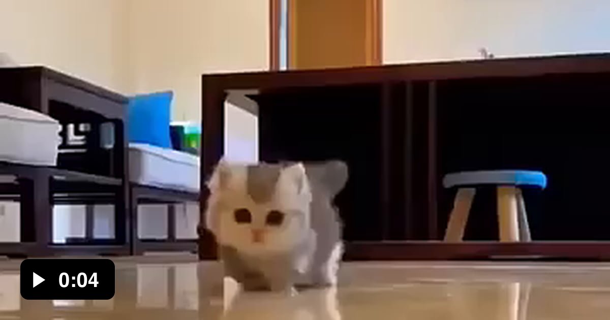 Adorable little kitten - 9GAG