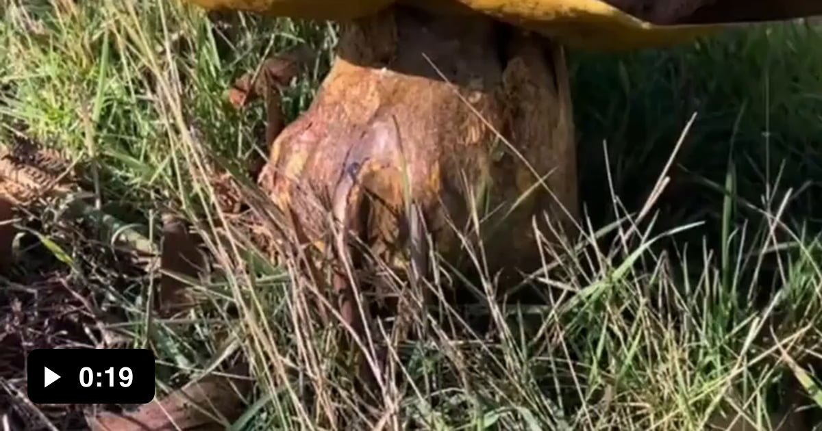 This mushroom sounds like a drum - 9GAG