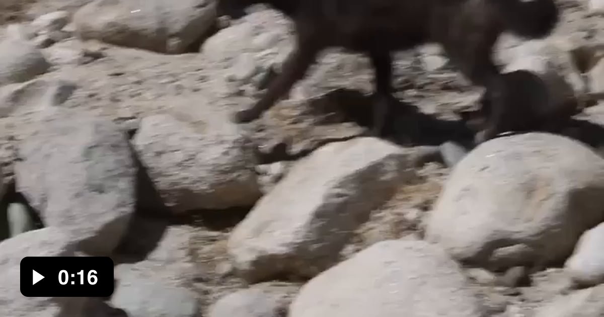 Rare Sighting in Ladakh, India - A pack of Himalayan Wolves including an extremely rare Black ...