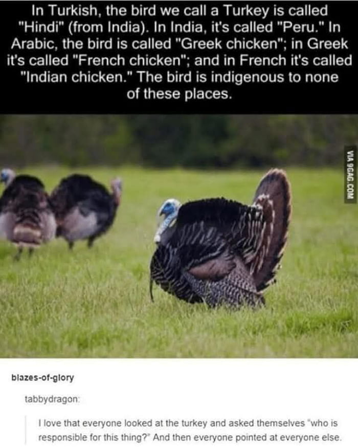 Dutch chicken .. - 9GAG
