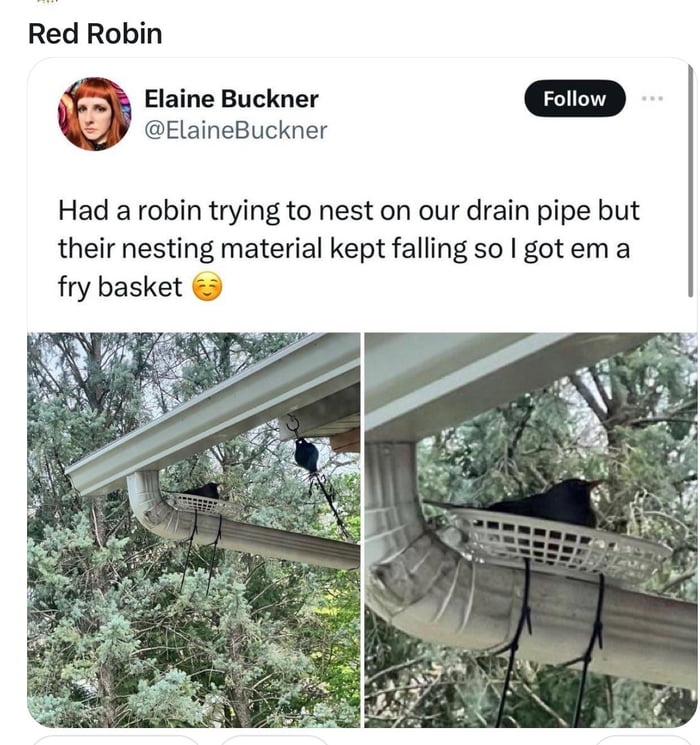 Robin’s nest - 9GAG