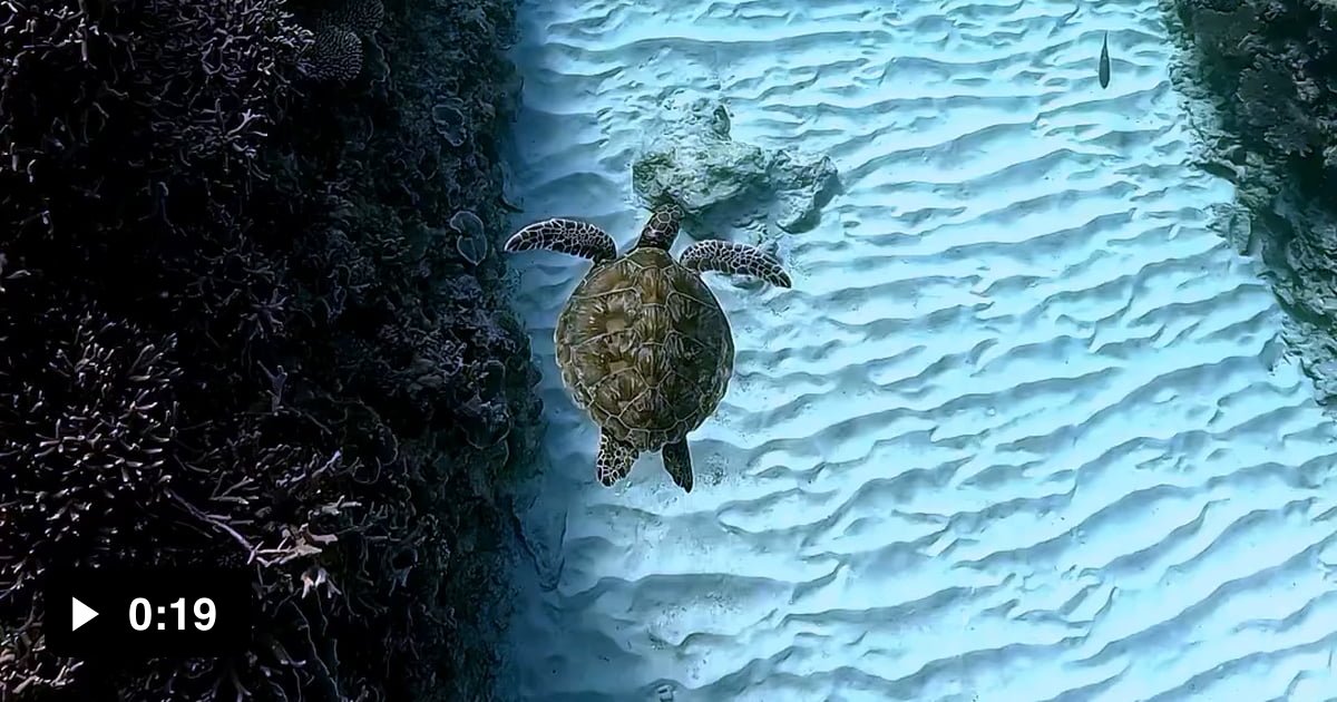 Just a turtle - 9GAG