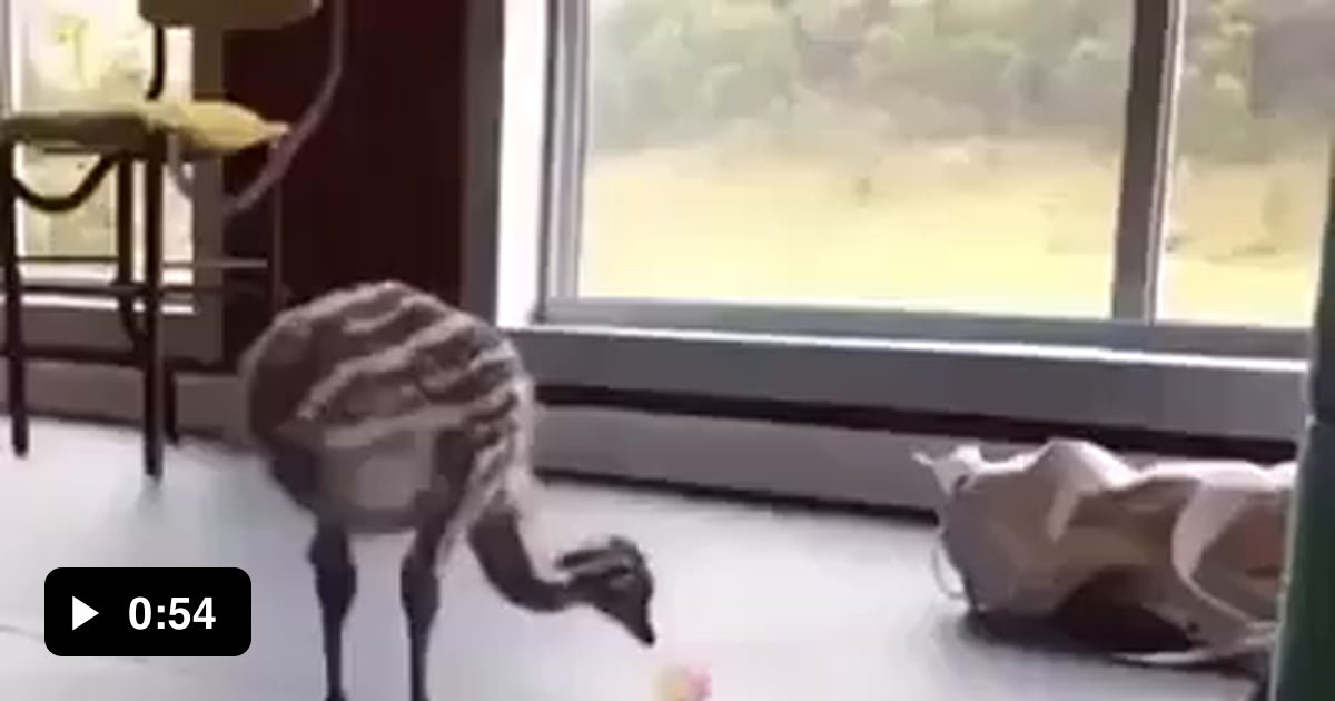 Baby emu playing with ball - 9GAG