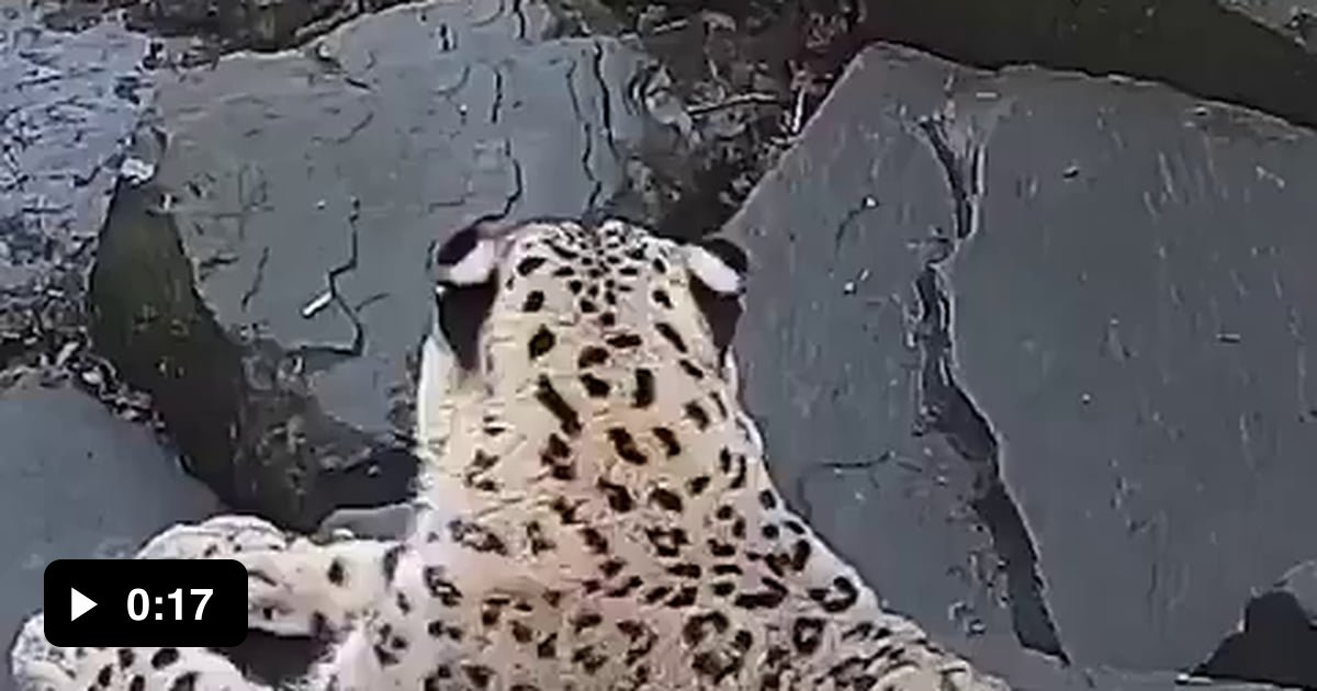 Jessie the snow leopard notices a new camera in her enclosure. - 9GAG