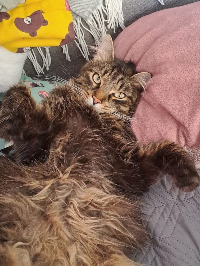 My little boy Fluffy - 9GAG