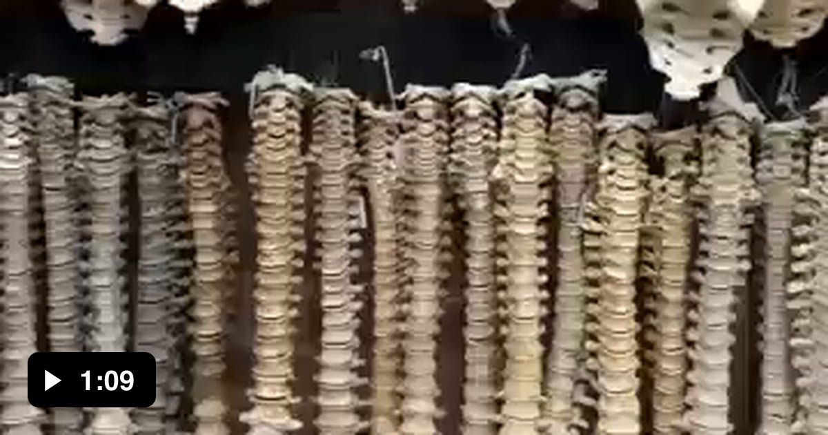 Just a casual visit to the Bone Museum. So many stories in these bones - 9GAG