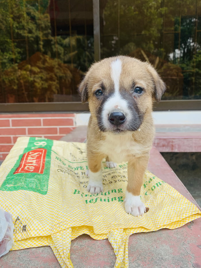 Mailo the dog.. newest member of our family - 9GAG