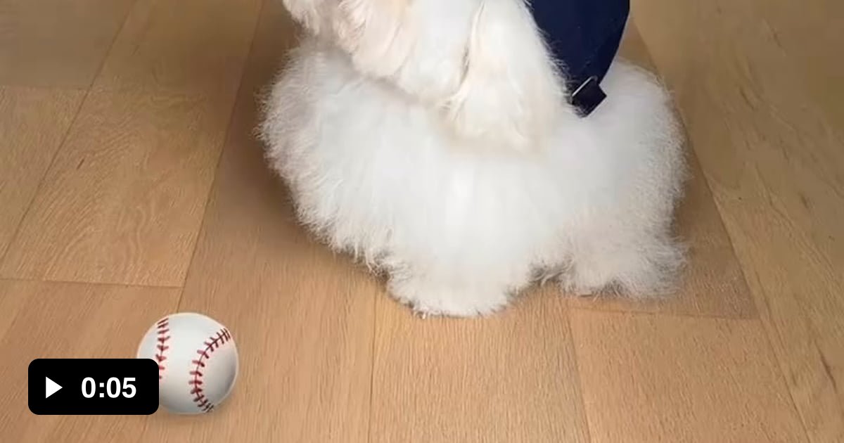 Welcome Home, Little One! 🐶 There’s a new heartbeat in our home—tiny paws, a wagging tail, and ...