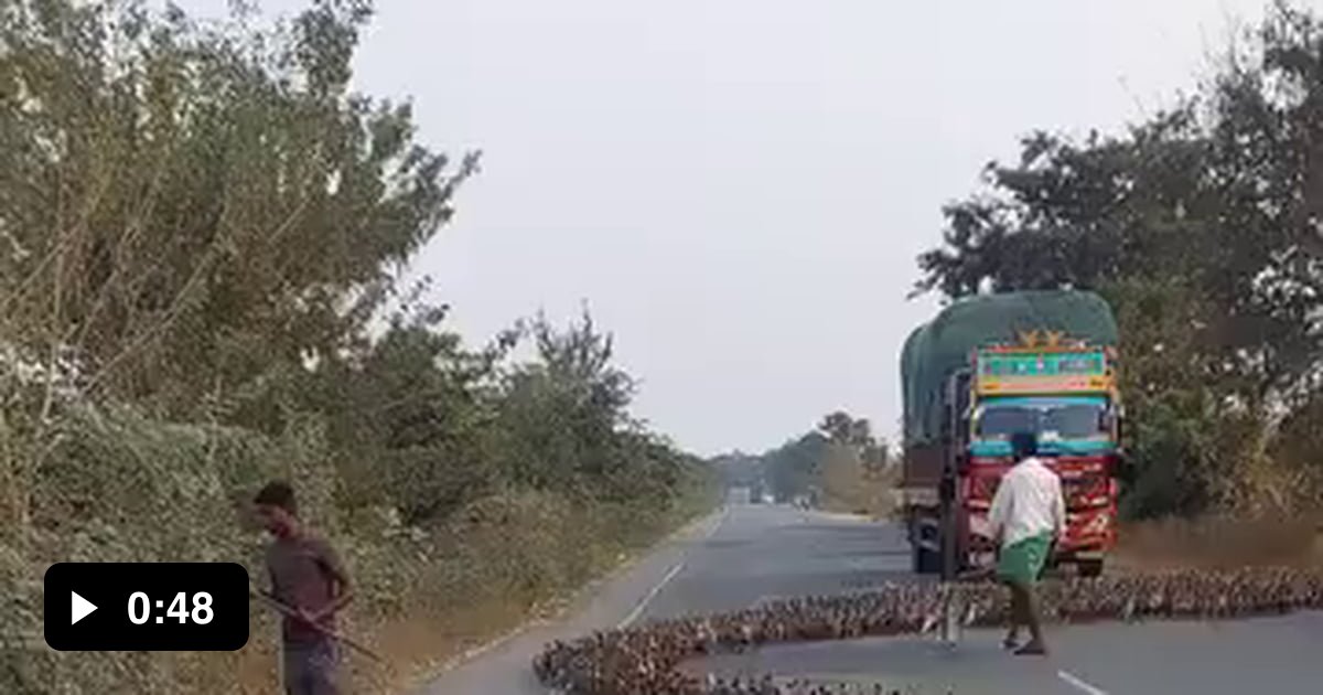 Looks like I'm gonna be late for work. Stuck in a duck jam. - 9GAG