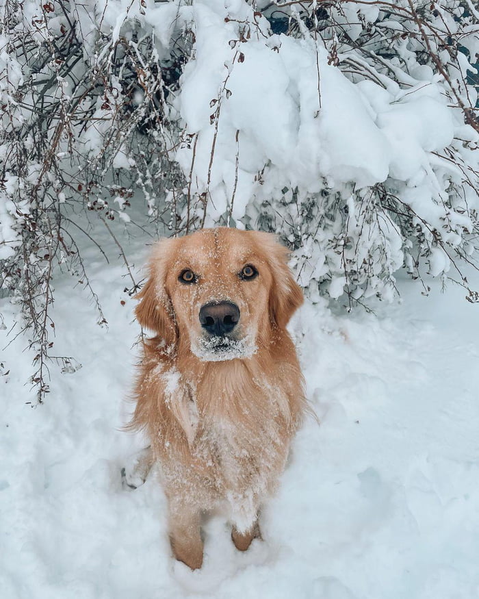 I'll fall for him every time - 9GAG