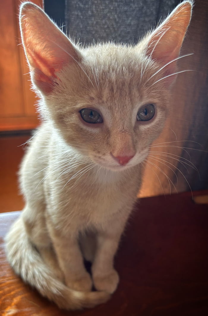 Little Enzo, big ears - 9GAG