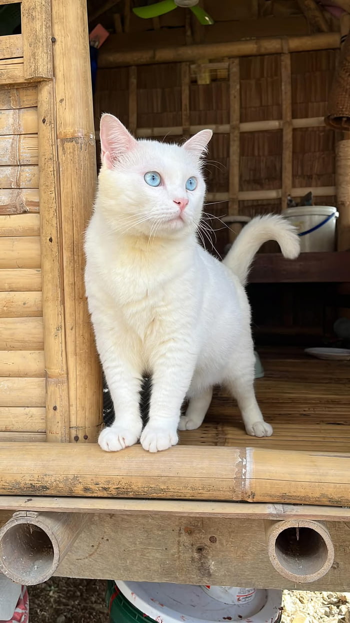 Blue Eyes Fluff Gato - 9GAG