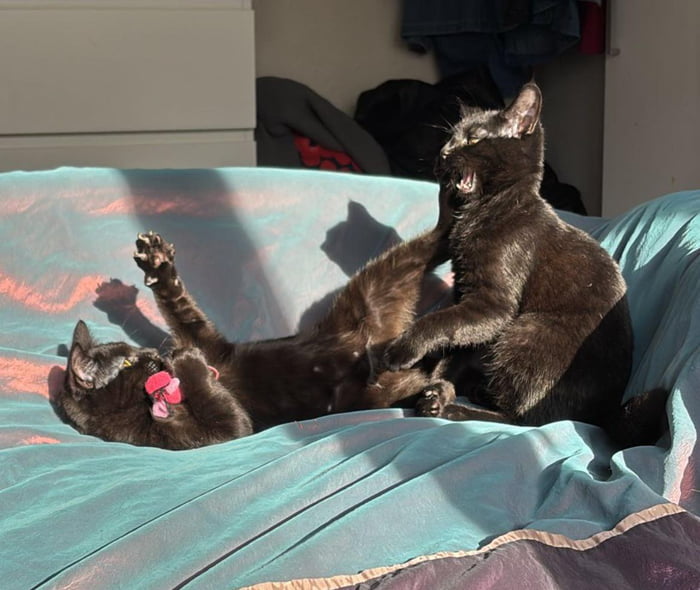 Blommie and Stevie looking like a renaissance painting - 9GAG