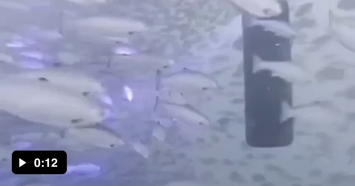 Laser "touching" parasites on farmed fish - 9GAG