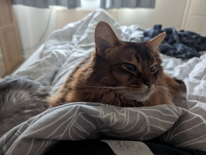 Help! I'm meant to be getting ready for work, but my choker is comfy on me. - 9GAG