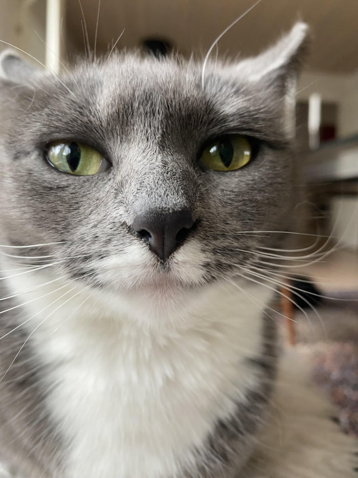 Rate my cat from 1-10 - 9GAG