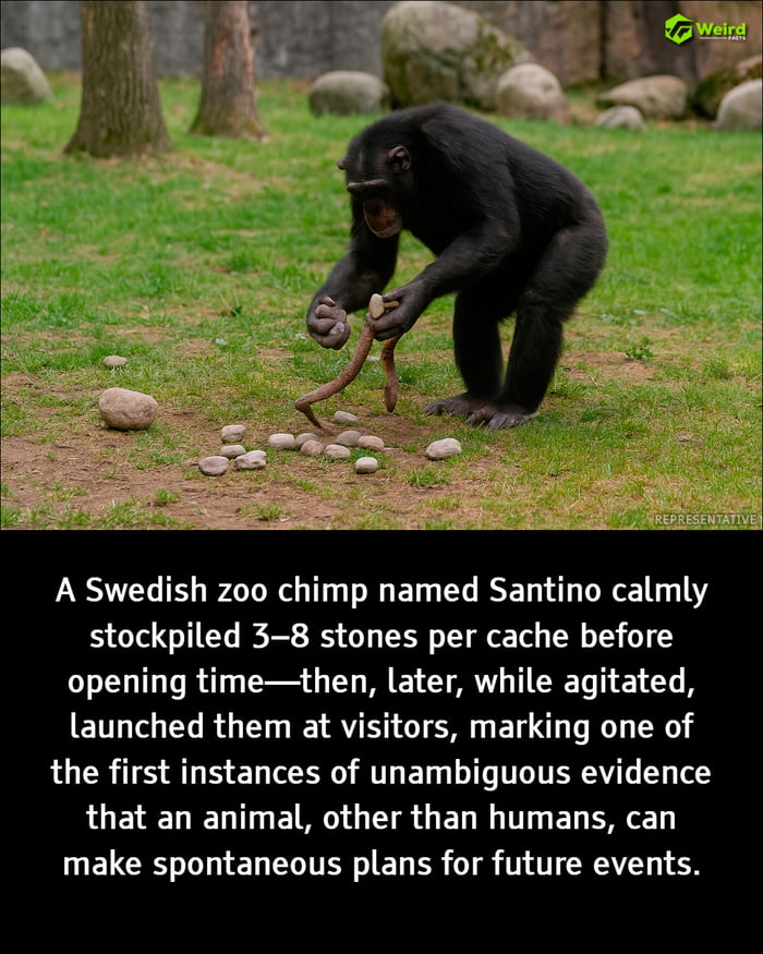 In 1997, at Sweden’s Furuvik Zoo, a male chimpanzee named Santino began ...