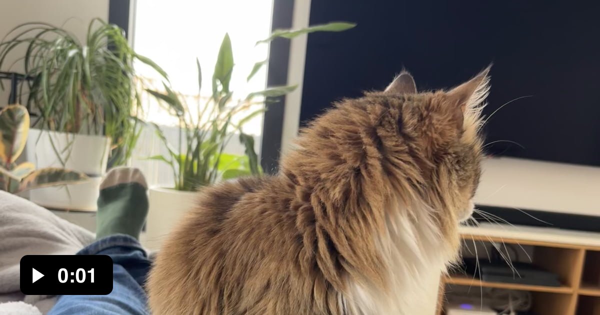 Me my fart and my cat - 9GAG