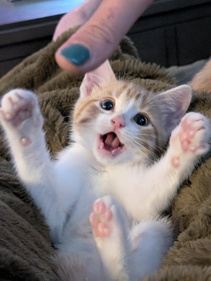 Itty bitty toe beans - 9GAG