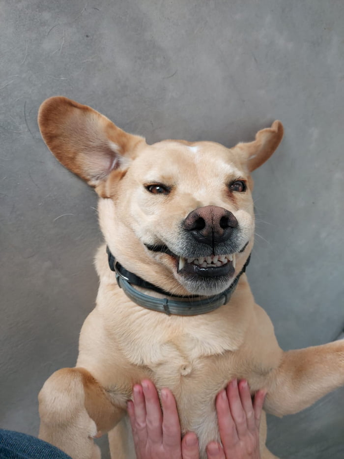 This is Dio our Chabrador and best friend - 9GAG