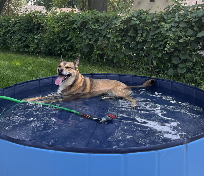 Dusty says happy Friday! - 9GAG