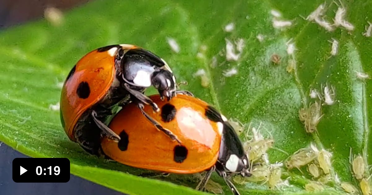 Ladybug workout - 9GAG