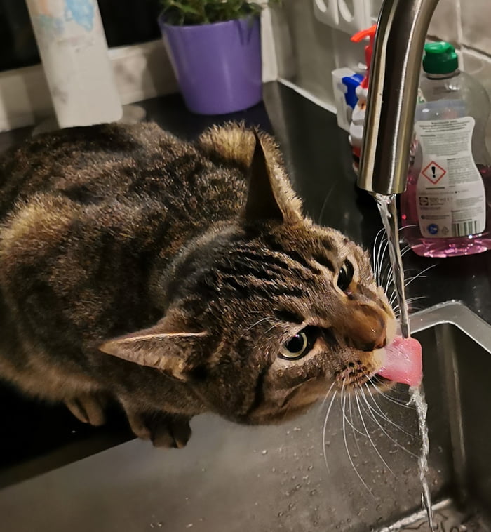 Here’s a cat - 9GAG