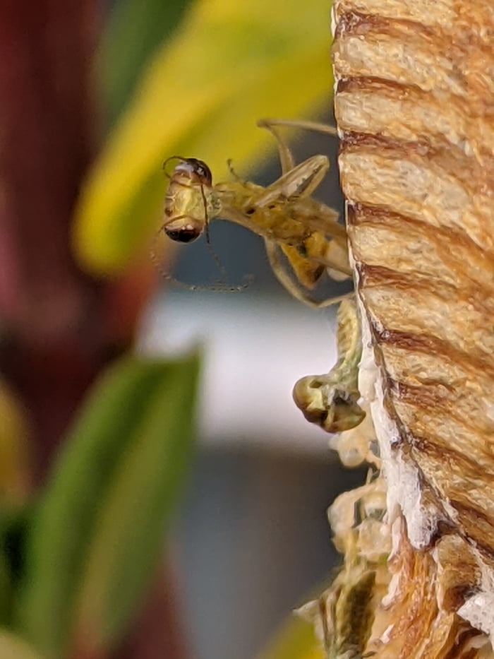 Some Random BUG - 9GAG