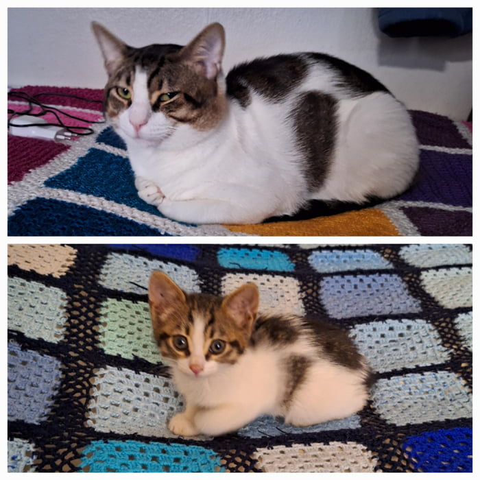 Robin few weeks old vs 1 year old - 9GAG