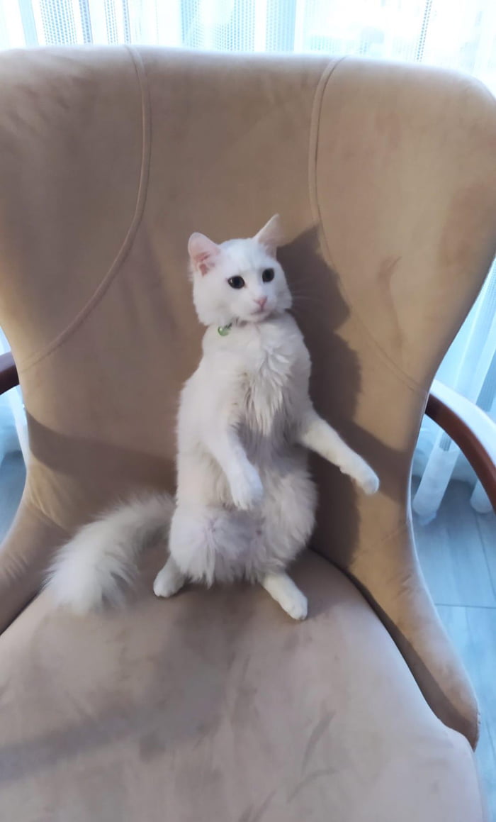 Innocent looking but chaotic evil - 9GAG